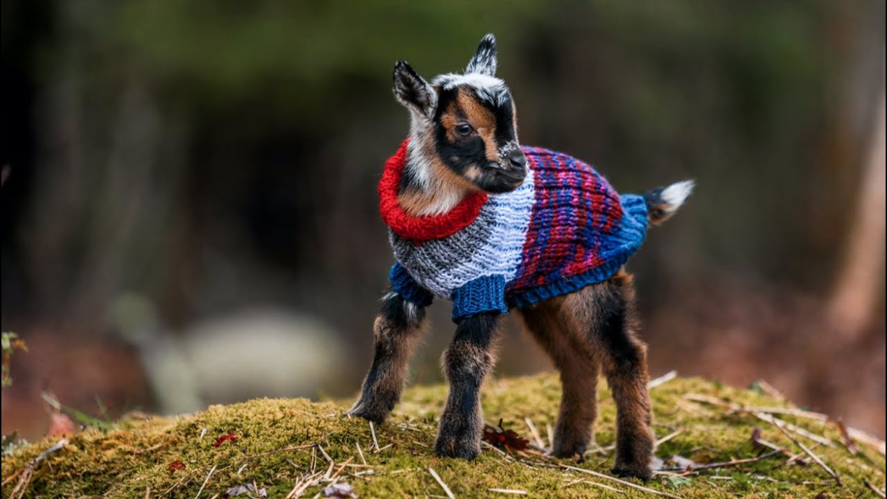 Leaping Goats in sweaters