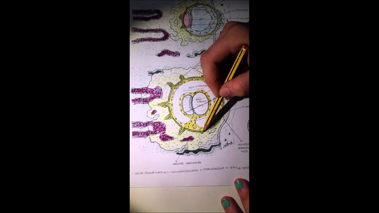 práctica 3 embriología 4