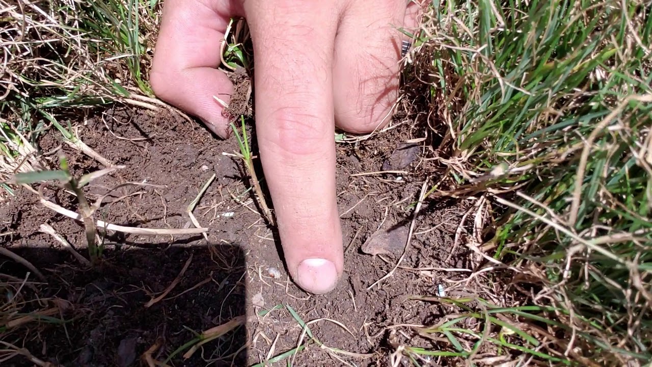 How to check lawn for grubs