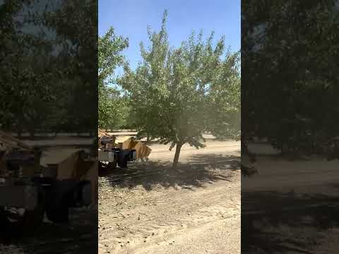 GLF Almond Harvest 2022