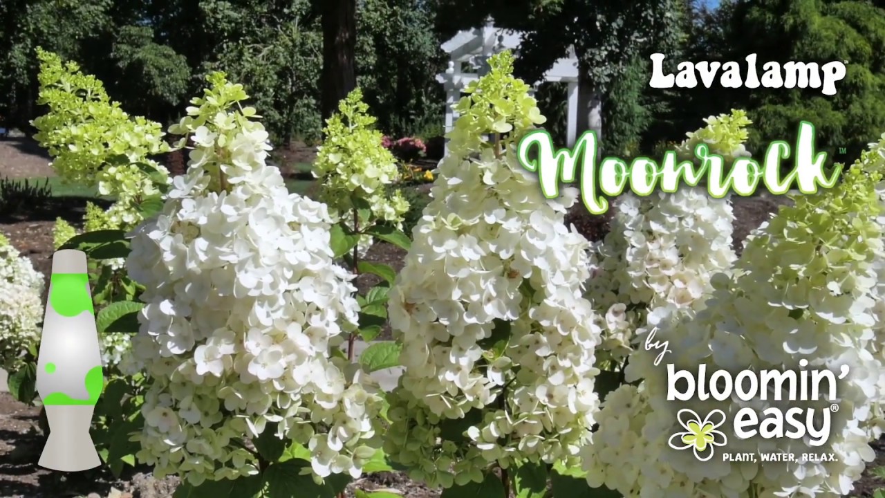 Meet Moonrock Hydrangea