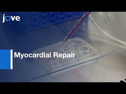 Myocardial Repair by PSCs derived Cardiac Cells | Protocol Preview