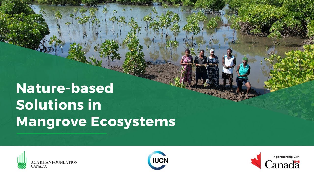 Nature-Based Solutions in Mangrove Ecosystems
