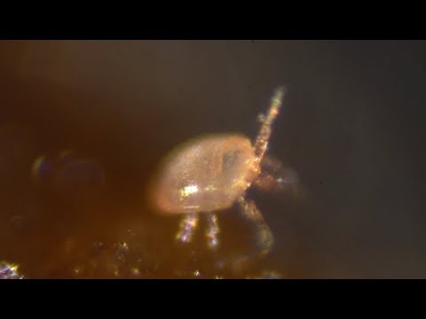 Mite Histiostoma sachsi (Astigmata): Juvenile dispersal instar ...