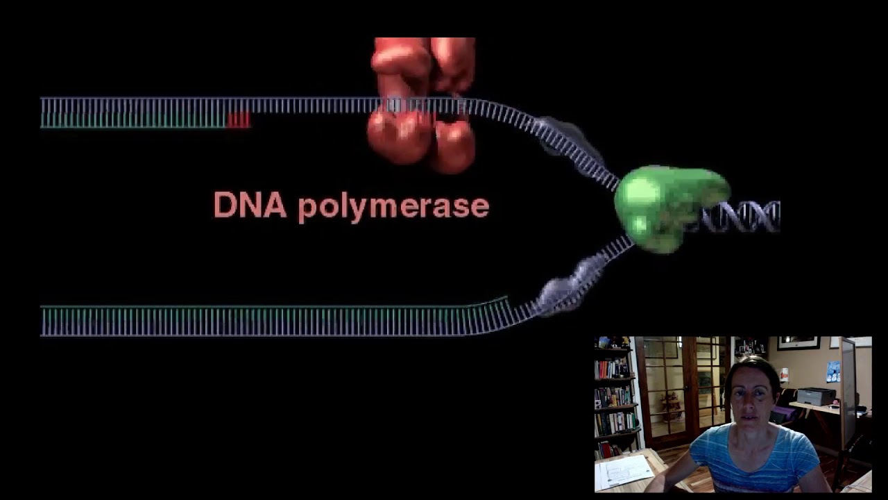 Understanding The Lagging Strand In Dna Replication Galaxyai 4772