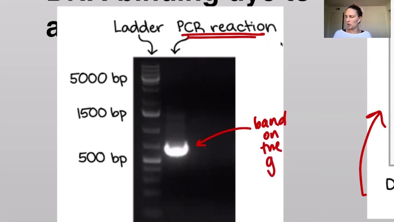 Ch  20 Biotech 2 SCREENCAST
