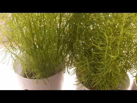 Care and maintenance of Kochia scoparia plant(Bassia scoparia, Mexican firebrush)