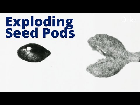 Pew, pew, pew! These plants shoot out their seeds like bullets – Later On