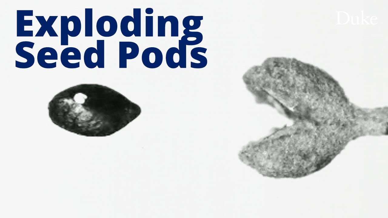 Slow-Motion Exploding Seed Pods