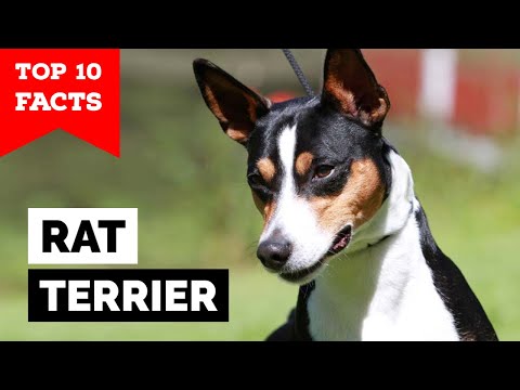 Rat Terrier - Top 10 Facts
