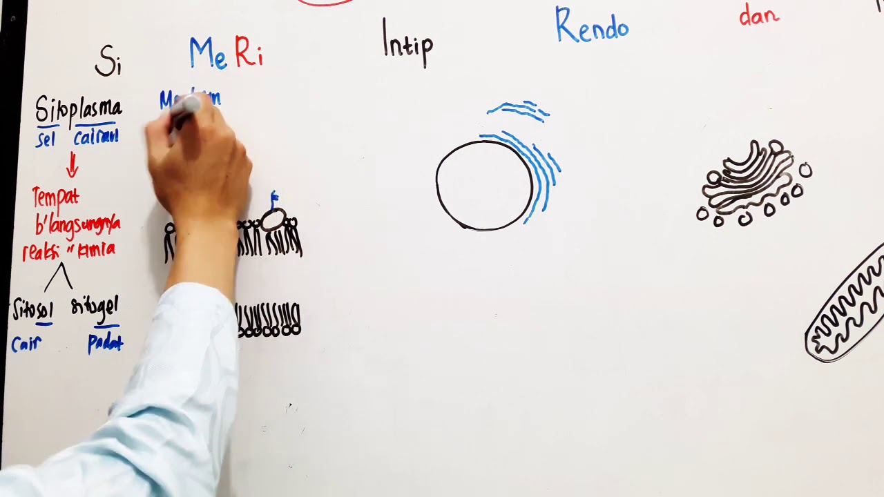 [Part-1] CELL ORGANELLES AND THEIR FUNCTIONS