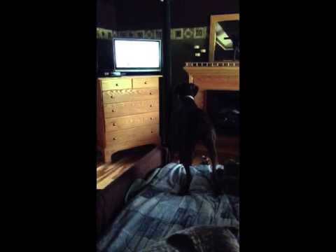 Dog watching DogTV on Direct TV!