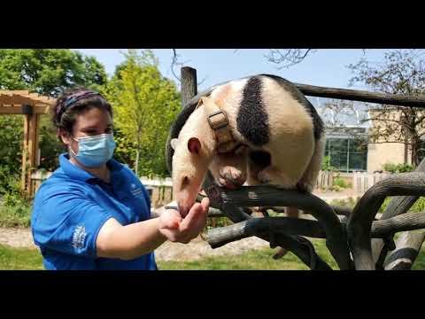 Bringing the Zoo to You: Tamanduas