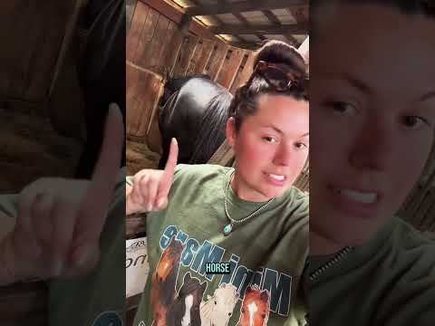 What is an Appendix horse? 🐴✨ Explaining this unique Thoroughbred x Quarter Horse cross!