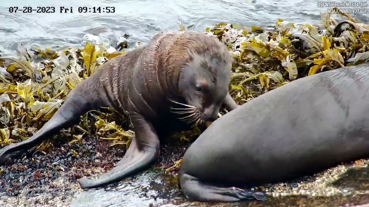 Marine Mammals Displaying Adorable Play Behaviors