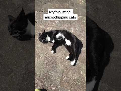 What you didn't know about microchipping your cat