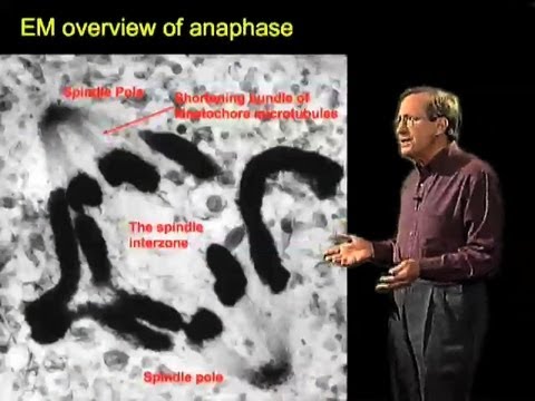 Separating Duplicated Chromosomes - Richard McIntosh (CU Boulder)