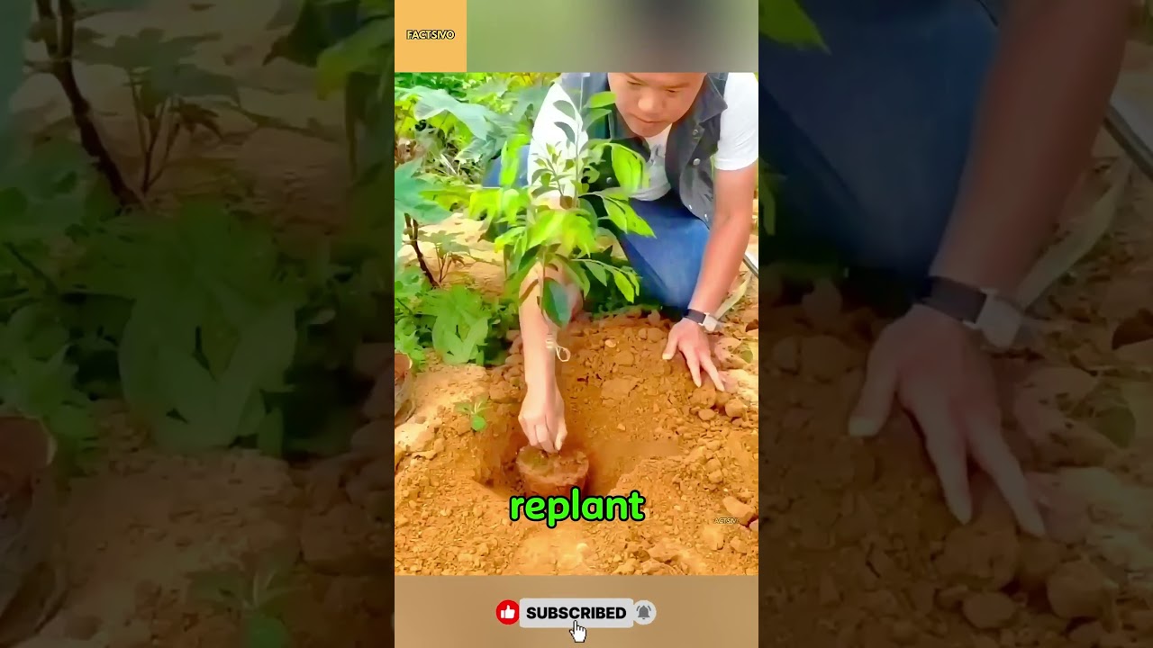 China’s Genius Method to Grow Seedless Mangoes FAST! 🥭🤯  #technology