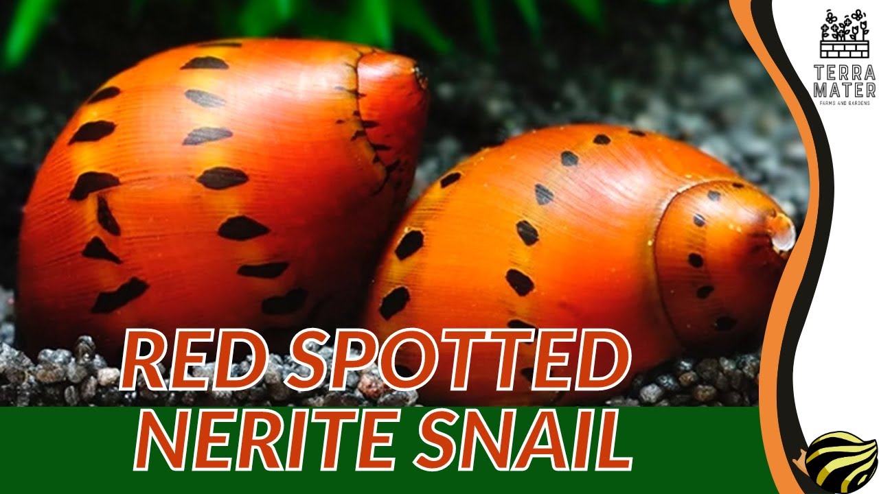 RED SPOTTED NERITE SNAIL: An Eye-Catching Addition to Your Aquarium (Neritina natalensis)