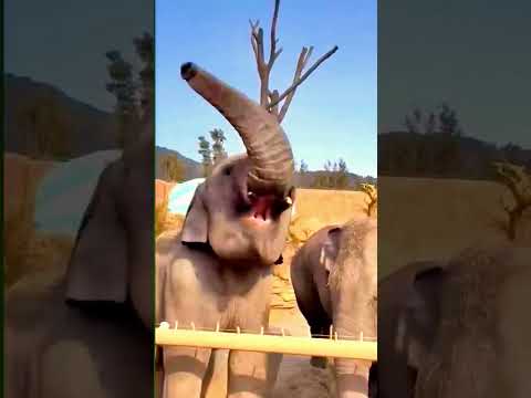 The Musical Soul of an Elephant | Wild Hearts Rescue #shorts #elephant #souloftheelephant
