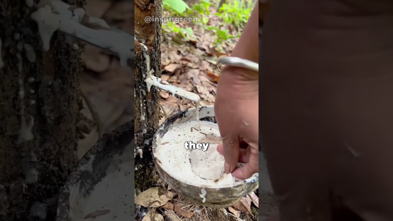 This is how rubber is harvested from trees!