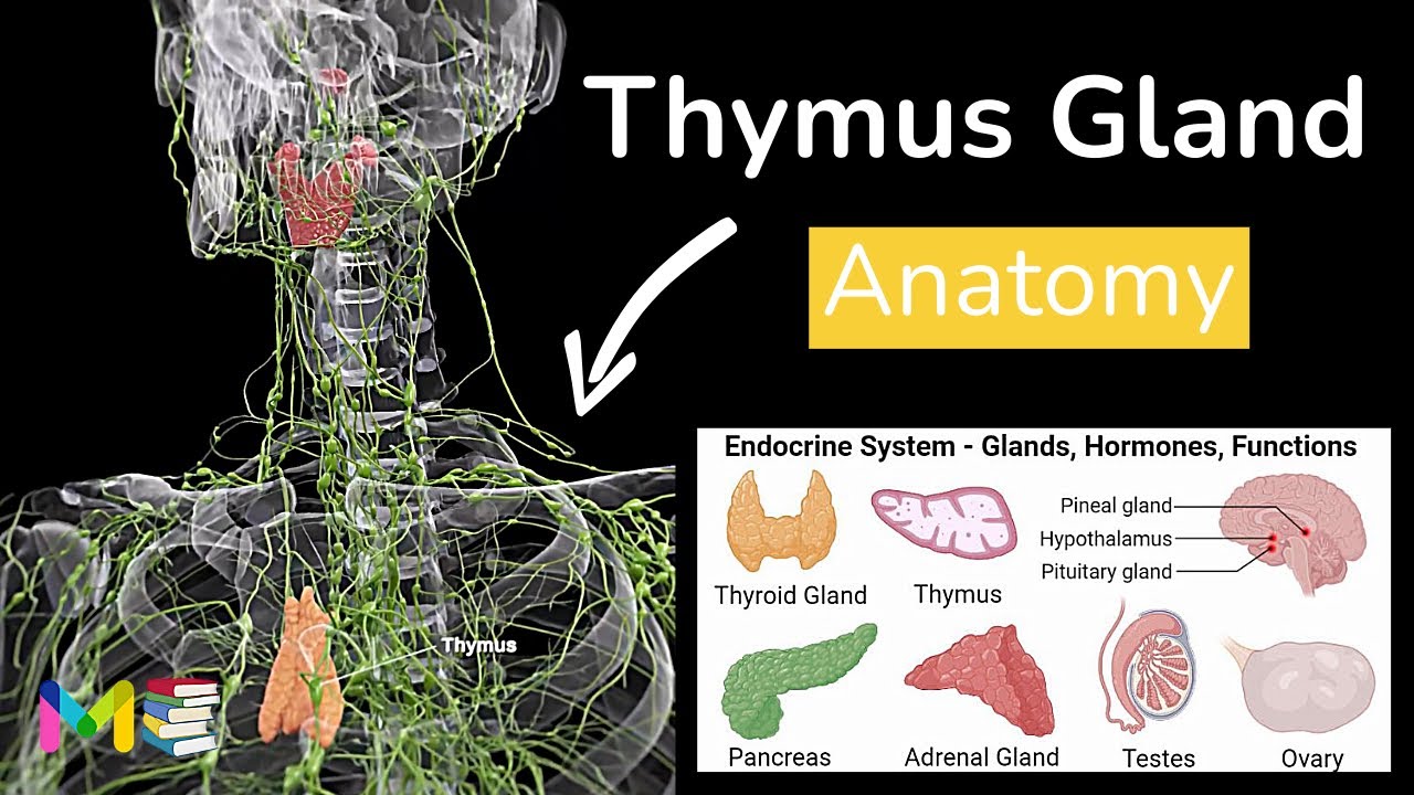 ANATOMY OF THYMUS GLAND (Location, Structure & Function)
