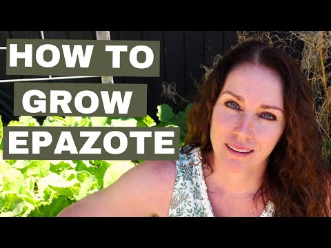 Grow Powerful Epazote In Your Garden: Say Goodbye To Gas With This Magical Herb!