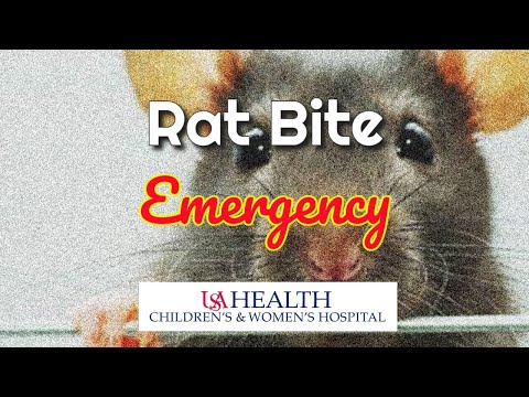 A Little Girl's Pet Rat Bite Emergency