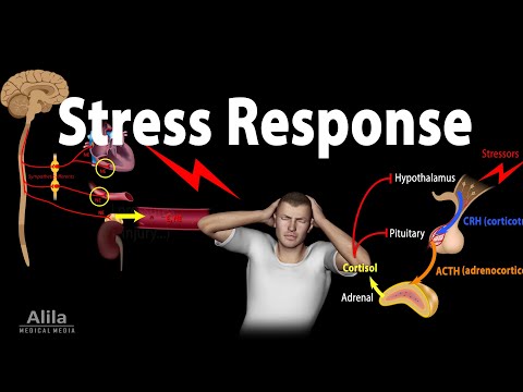 Stress Adaptation Response, Animation