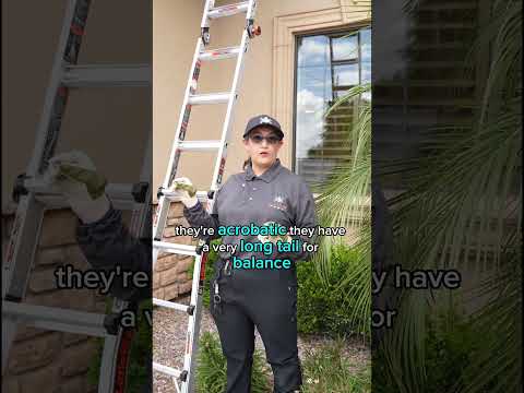 Roof Rat Inspection at Phoenix Business | How We Identify & Control Roof Rats in Arizona