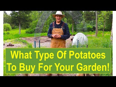 What Type of Potatoes to Buy For Your Garden!