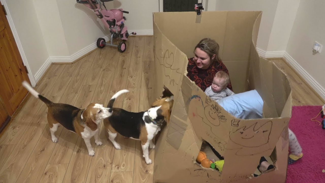 Hiding from my dogs in a giant box! - Funny beagles playing with owners
