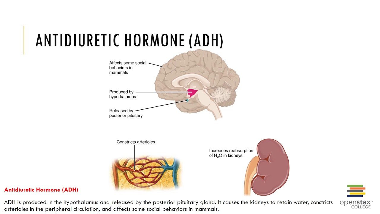 Chapter 26 Recorded Lecture
