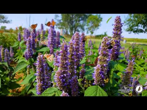 Habitat Tip Video: Diversity