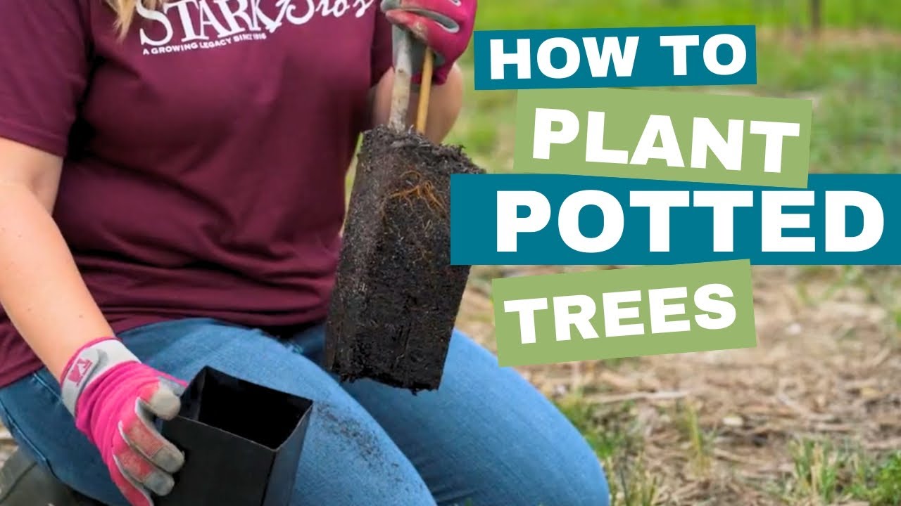 Get Fruit Faster! How to Plant a Potted Tree - Stark Bro's EZ Start Exclusive