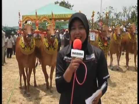 Budaya Sapi Sonok Sumenep | Nanang Kurniawan