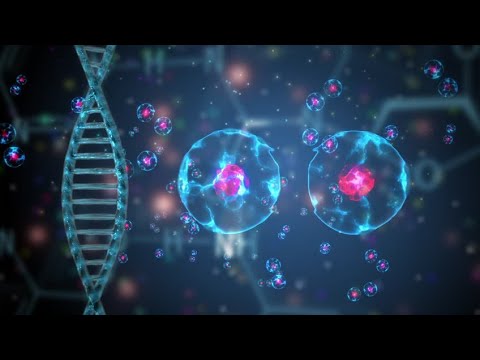 Difference between DNA polymerase 1,2 and 3