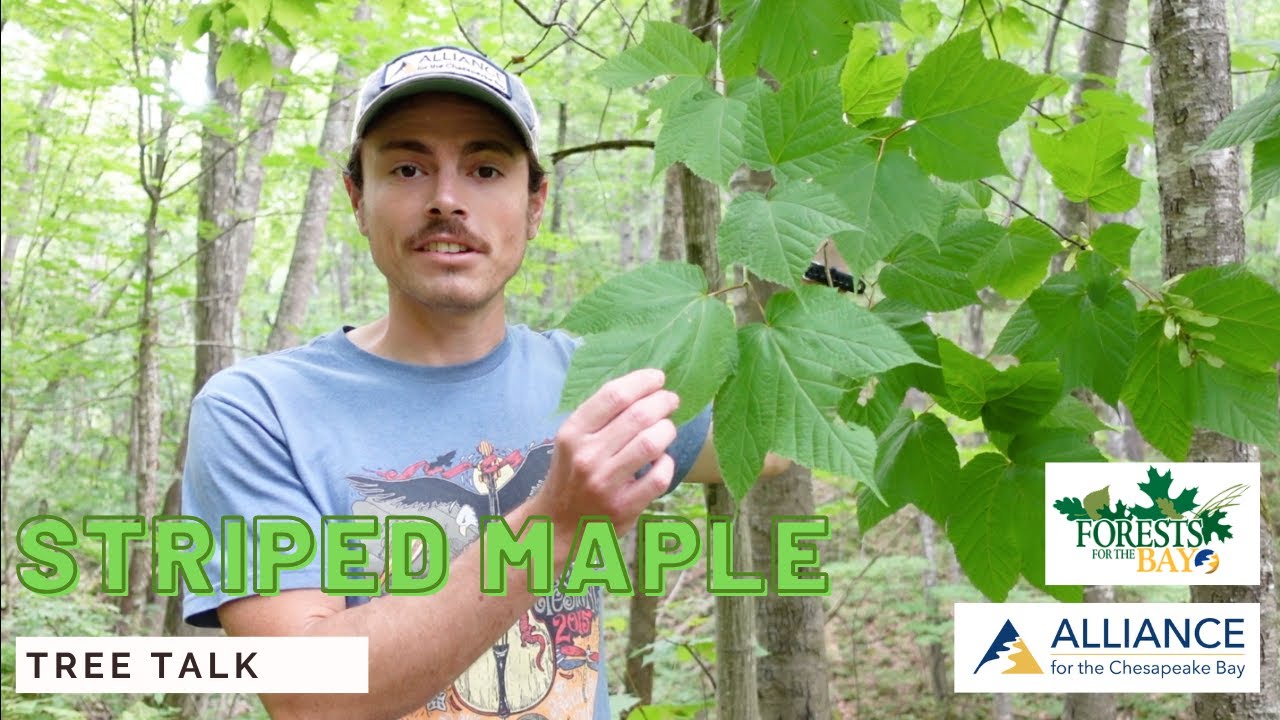 Tree Talk: Striped Maple
