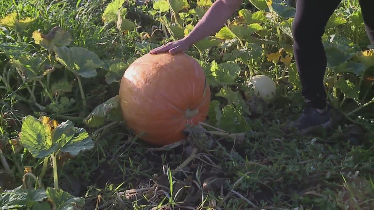 The 20th Annual Pumpkin Patch at Aloun Farms Pt.1