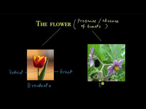 The flower | Morphology of flowering plants | Biology | Khan Academy
