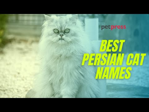 Best Persian Cat Names - Popular Persian Cat Name Ideas