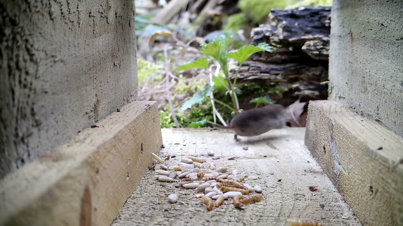 Common Shrew On The Move
