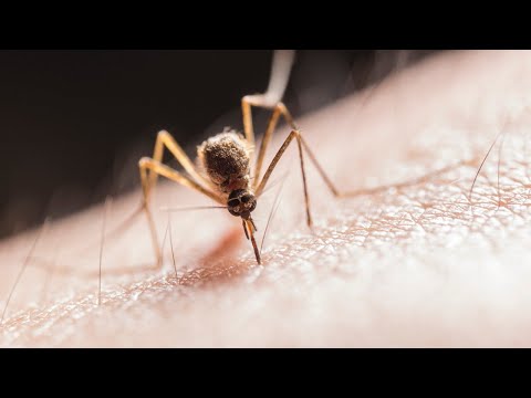 Japanese encephalitis virus infection identified in NSW