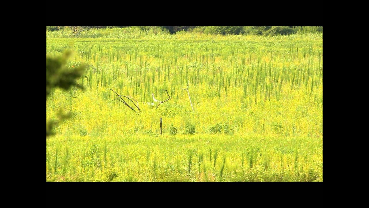 Whooping Crane - This Time For Real