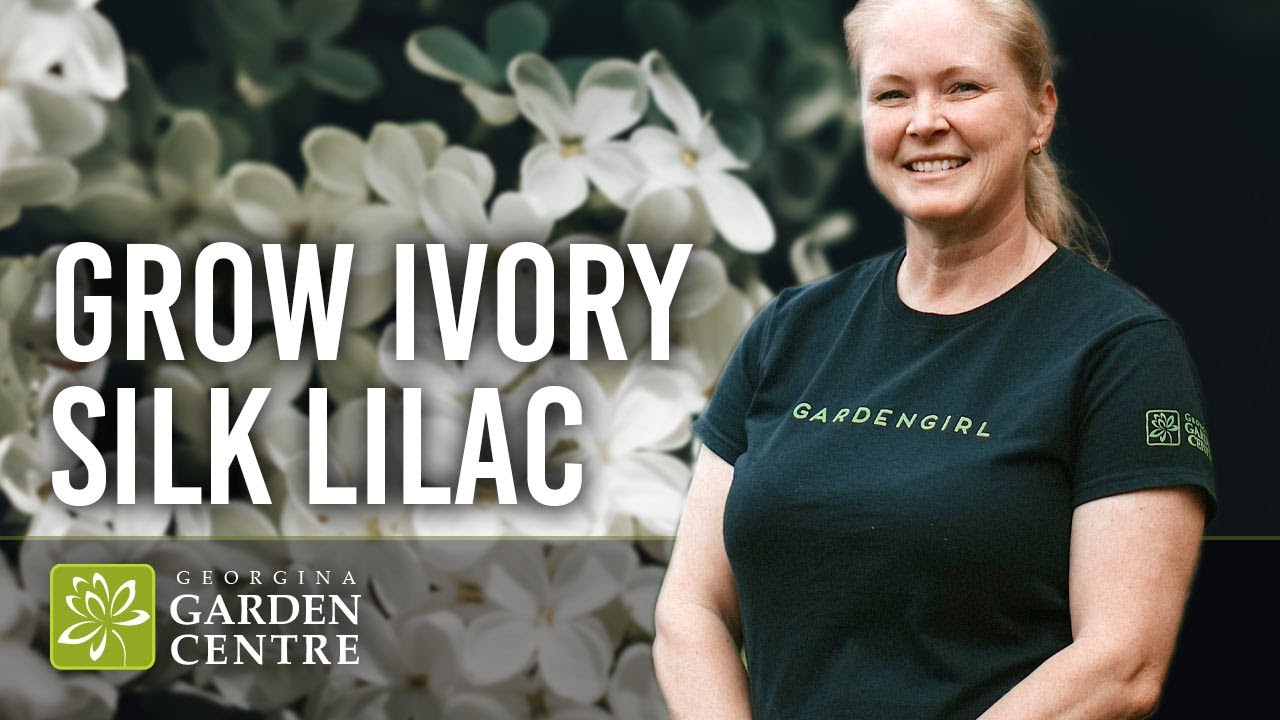 Ivory Silk Lilac | How to Plant & Grow for Shade