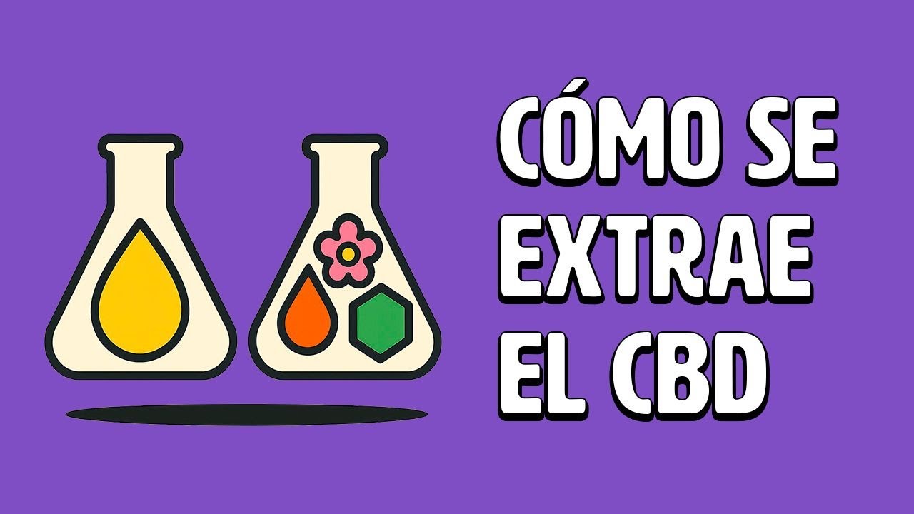 ¿Cómo se extrae el CBD? 3 métodos que cambian todo