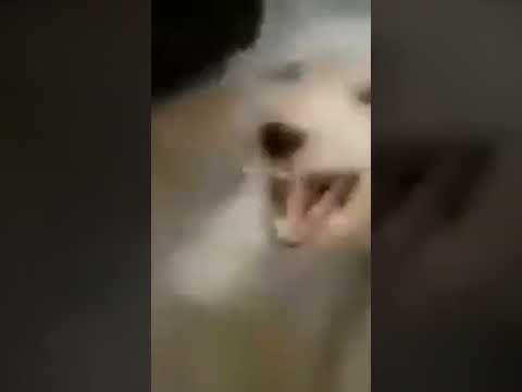 Dog laughing #meme #memes