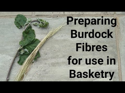 Preparing Burdock for use in Basketry