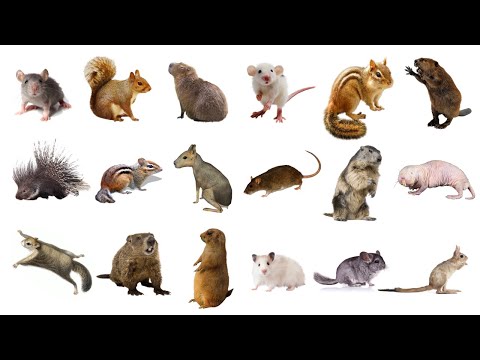 Learn Rodents Animals Names In English! Vocabulary List of Rodents: Rats,Mice,Squirrels & More!πππΉ π¦