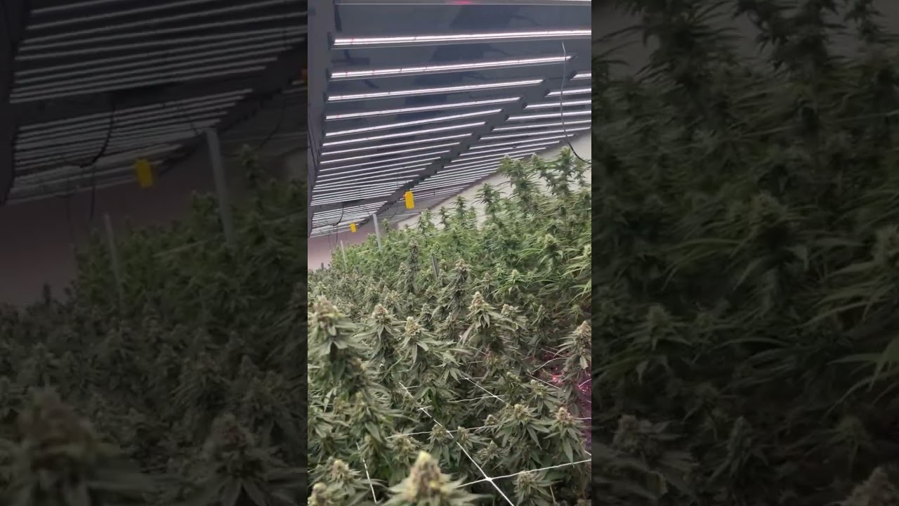 LED Grow Lights - TSRgrow